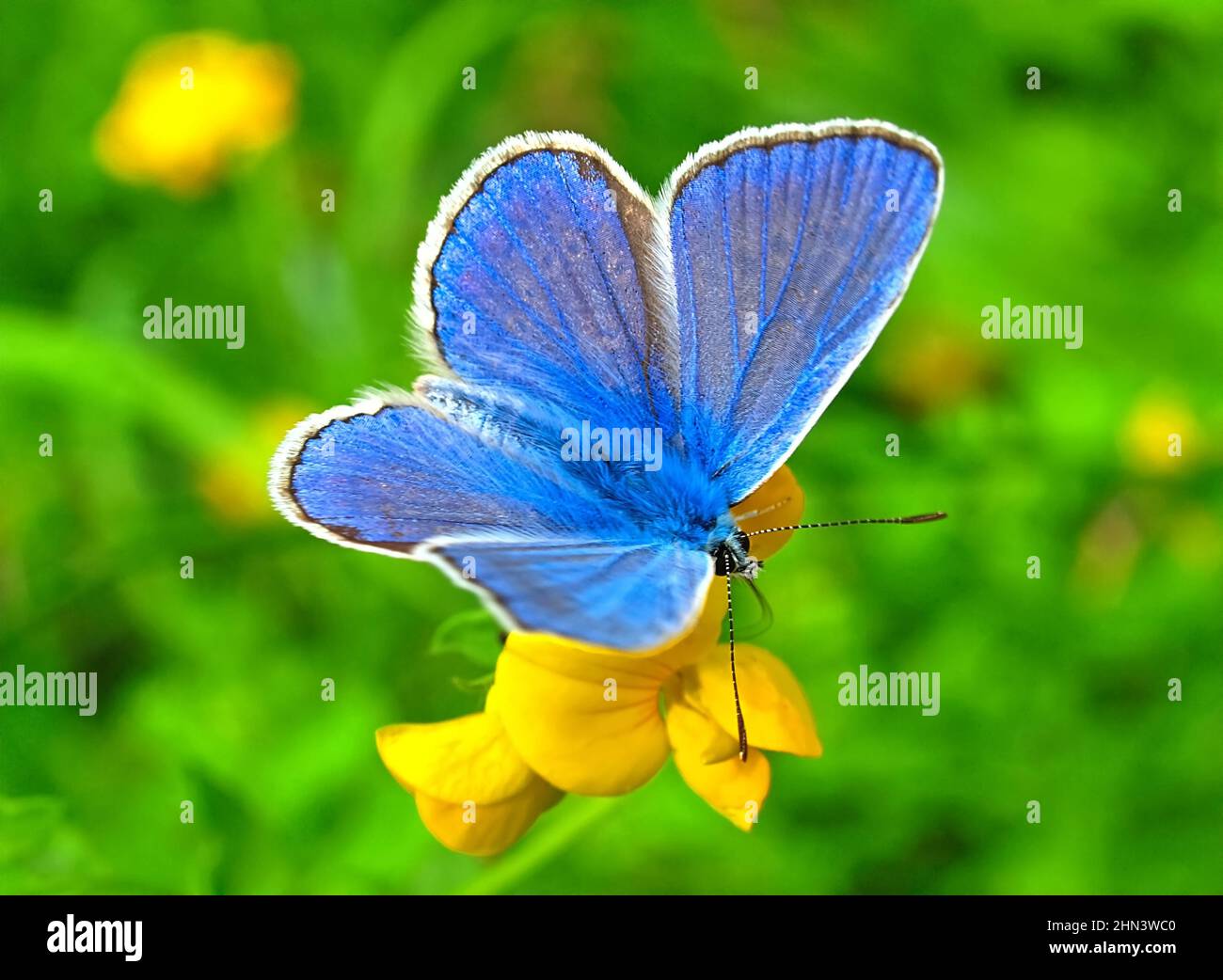 Macro of a blue Adonis butterfly on green grass Stock Photo - Alamy