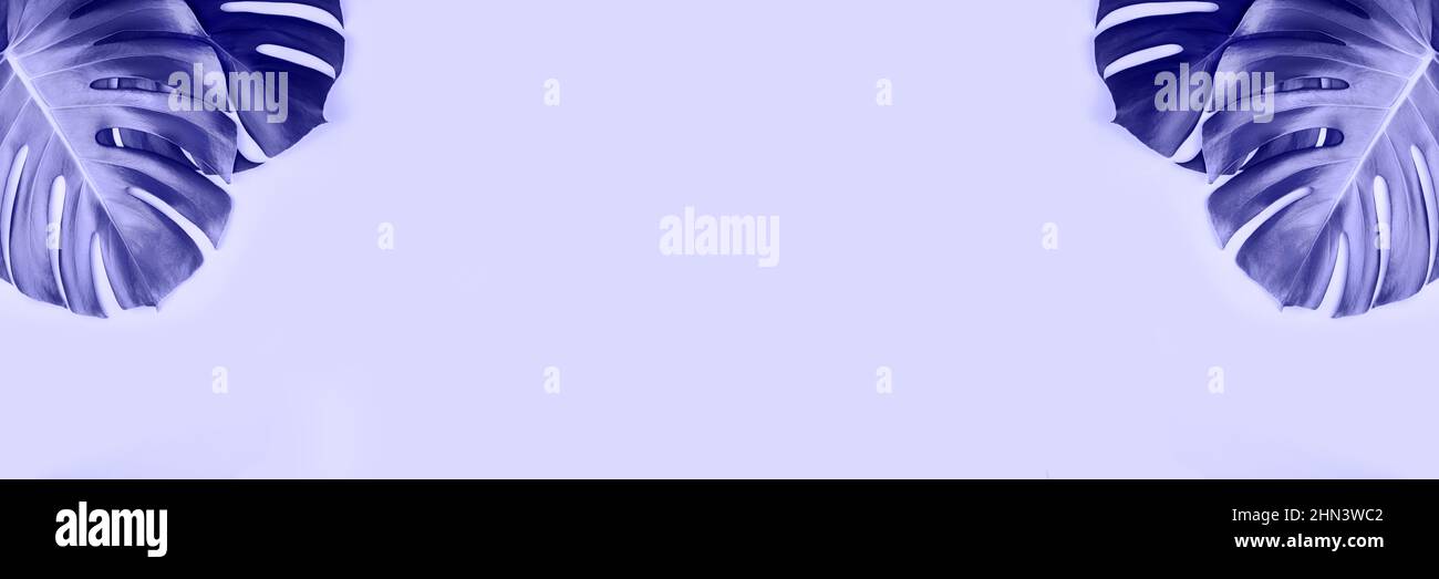 Banner from tropical jungle monstera leaves isolated on purple ...