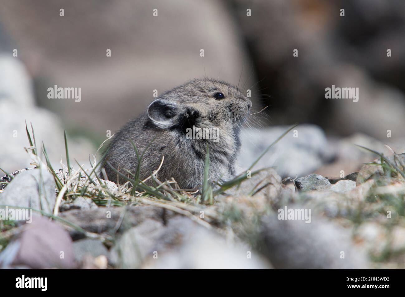 Amerikan pika hi-res stock photography and images - Alamy