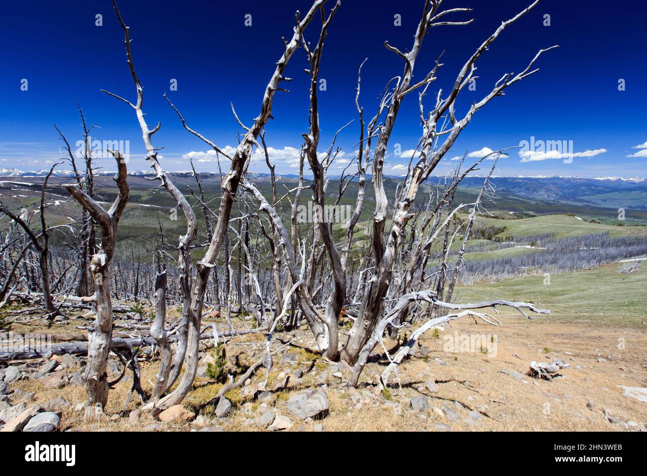 Lodge Pole Pine (Pinus contorta) burnt and weathered trees on Mount ...