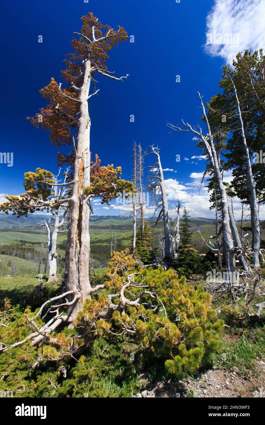 Weathered trees hi-res stock photography and images - Alamy