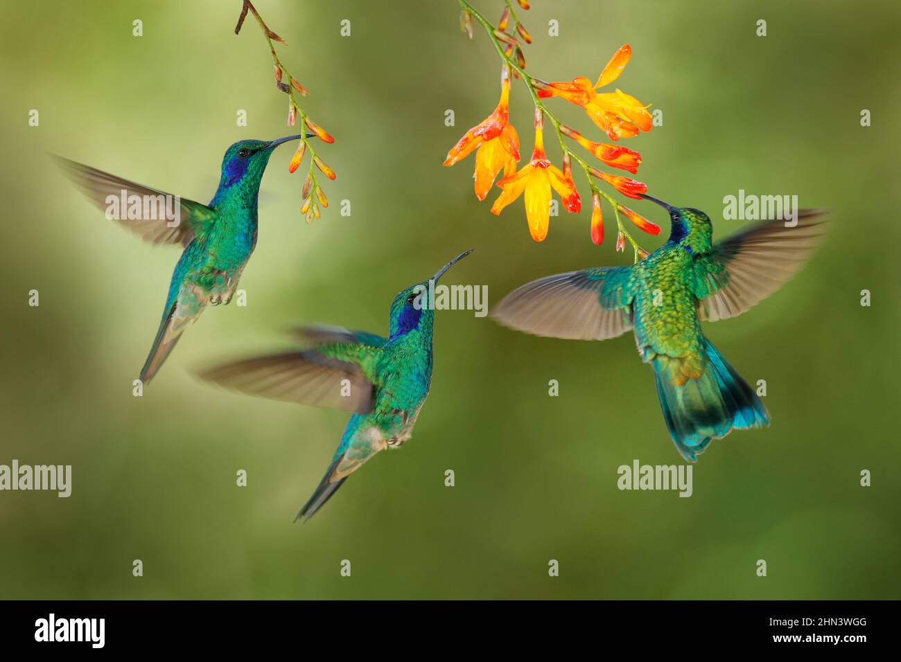 Red and violet bird hi-res stock photography and images - Alamy