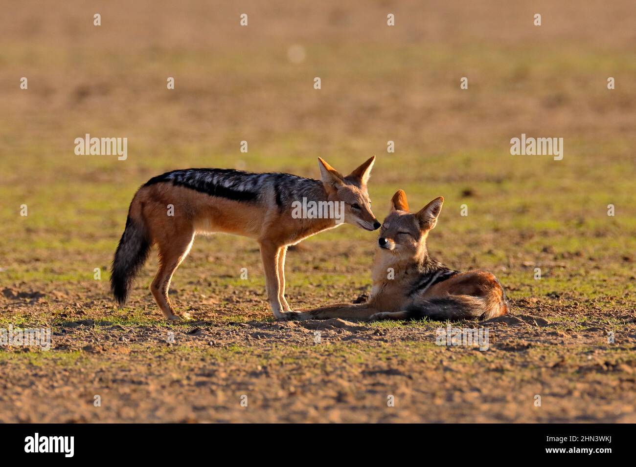 Jackal hunting birds near the waterhole, Polentswa, Botswana in Africa ...
