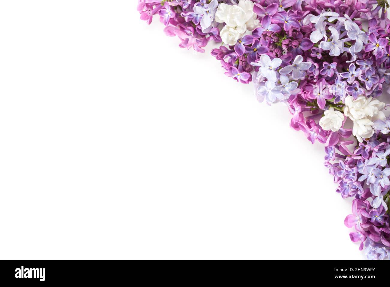 Colorful tiny flowers of Lilac isolated on white background. Floral ...