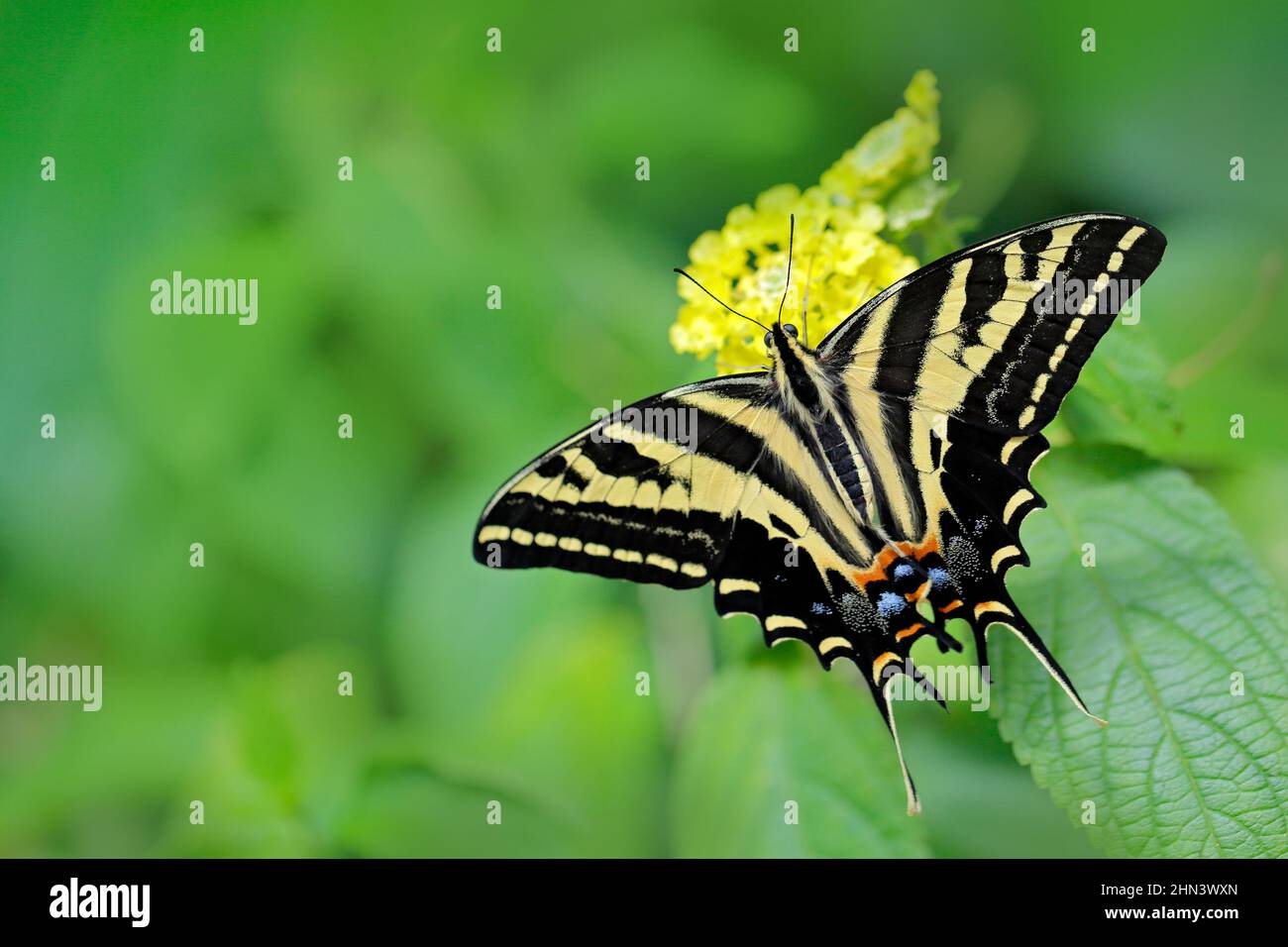 Sunny day in nature. Butterfly Papilio pilumnus, in the nature green ...