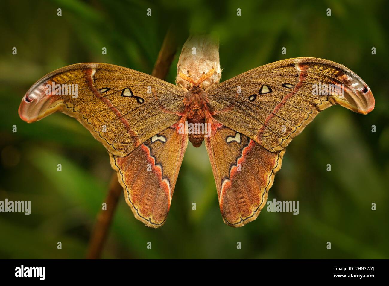 Attacus caesar, moth in Saturniidae family, southern Philippines ...