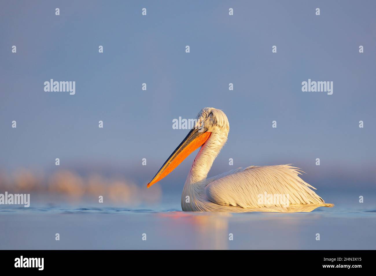 Pelican, Pelecanus crispus, landing in Lake Kerkini, Greece. Pelican ...