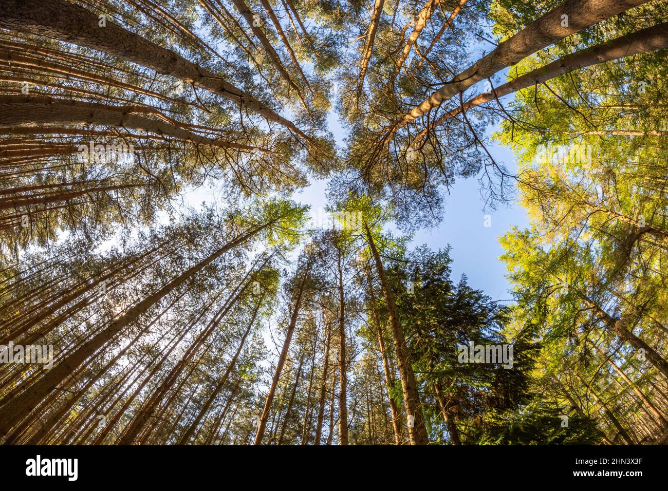 Converging tree tops hi-res stock photography and images - Alamy