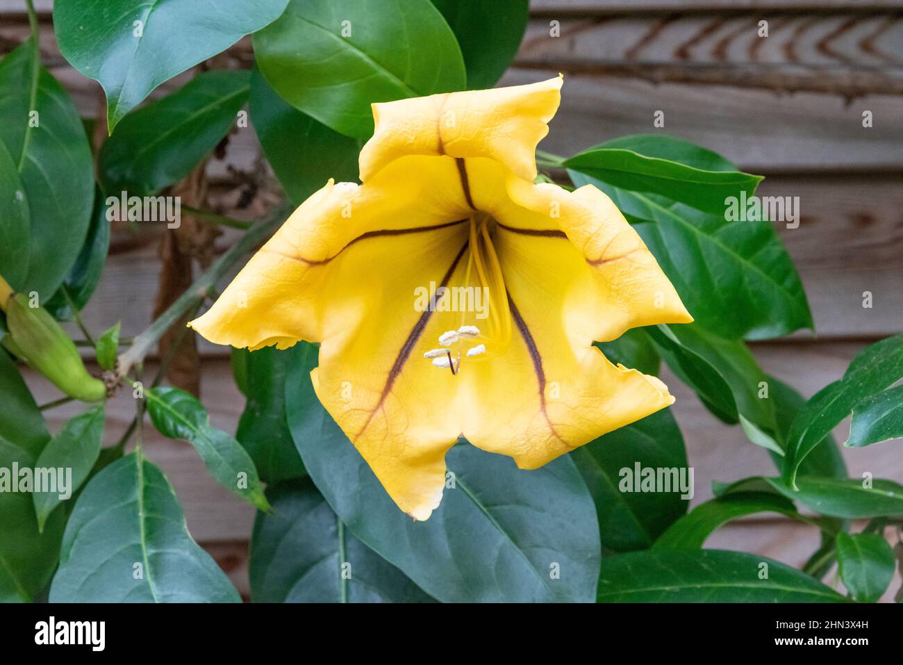cup of gold vine or golden chalice vine Solandra maxima Stock Photo - Alamy