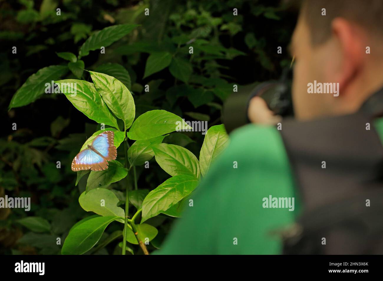 Photographer with camera, blue morpho butterfly in the tropic forest ...