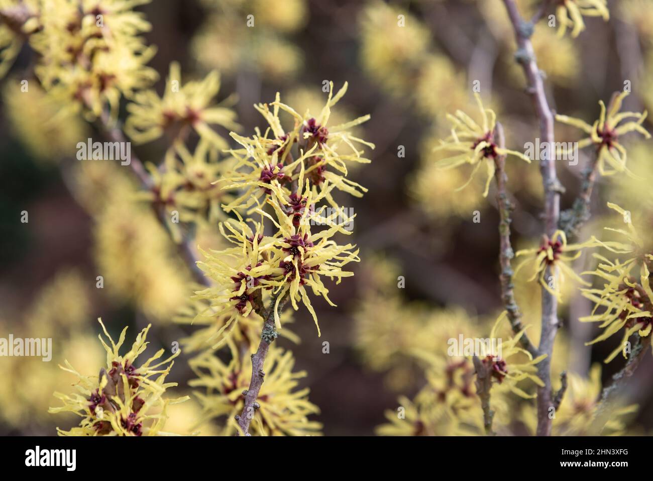 Yellow Witch-hazel blooms Stock Photo - Alamy