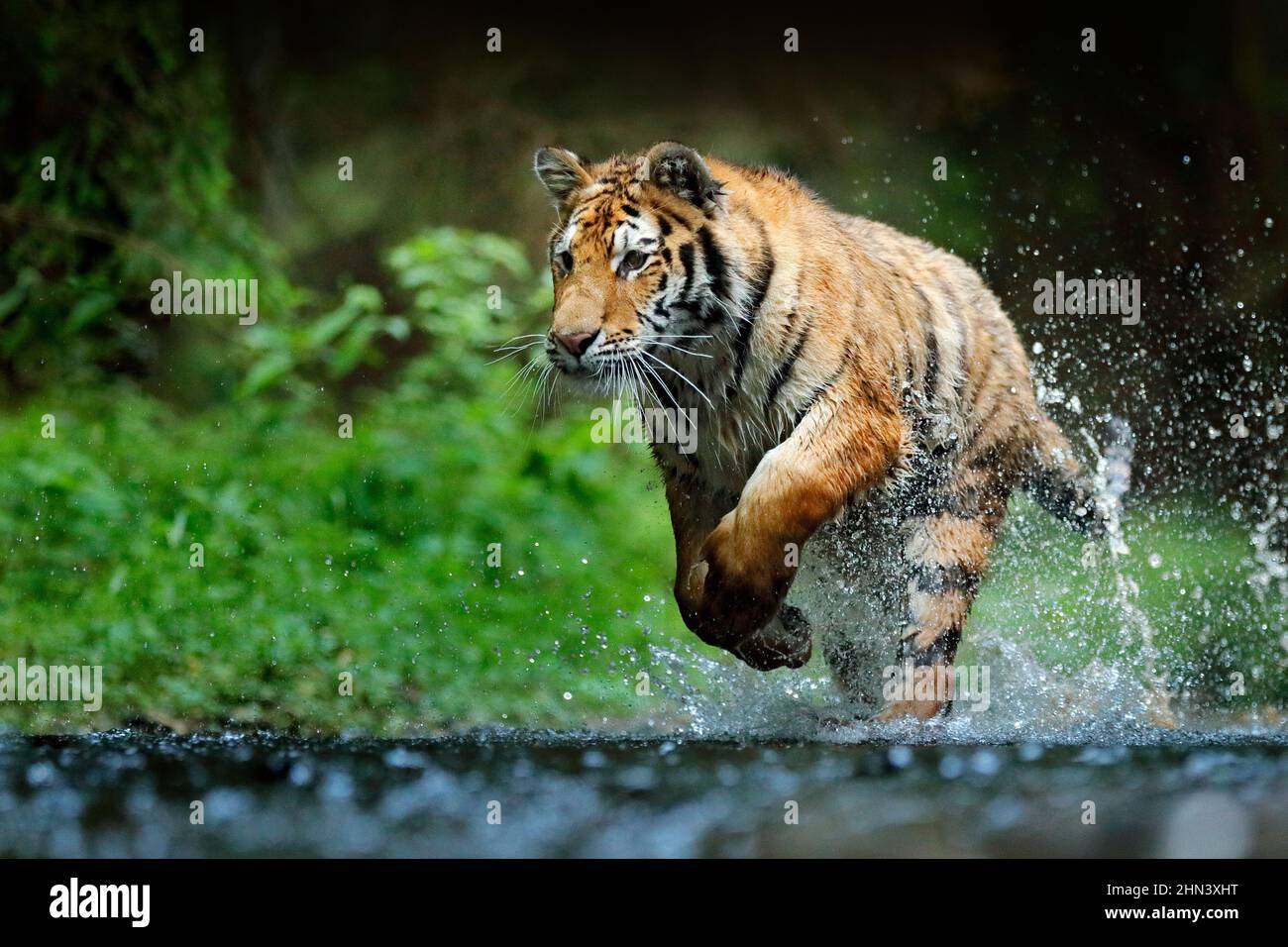 Amur tiger running in the water, Siberia. Dangerous animal, tajga ...