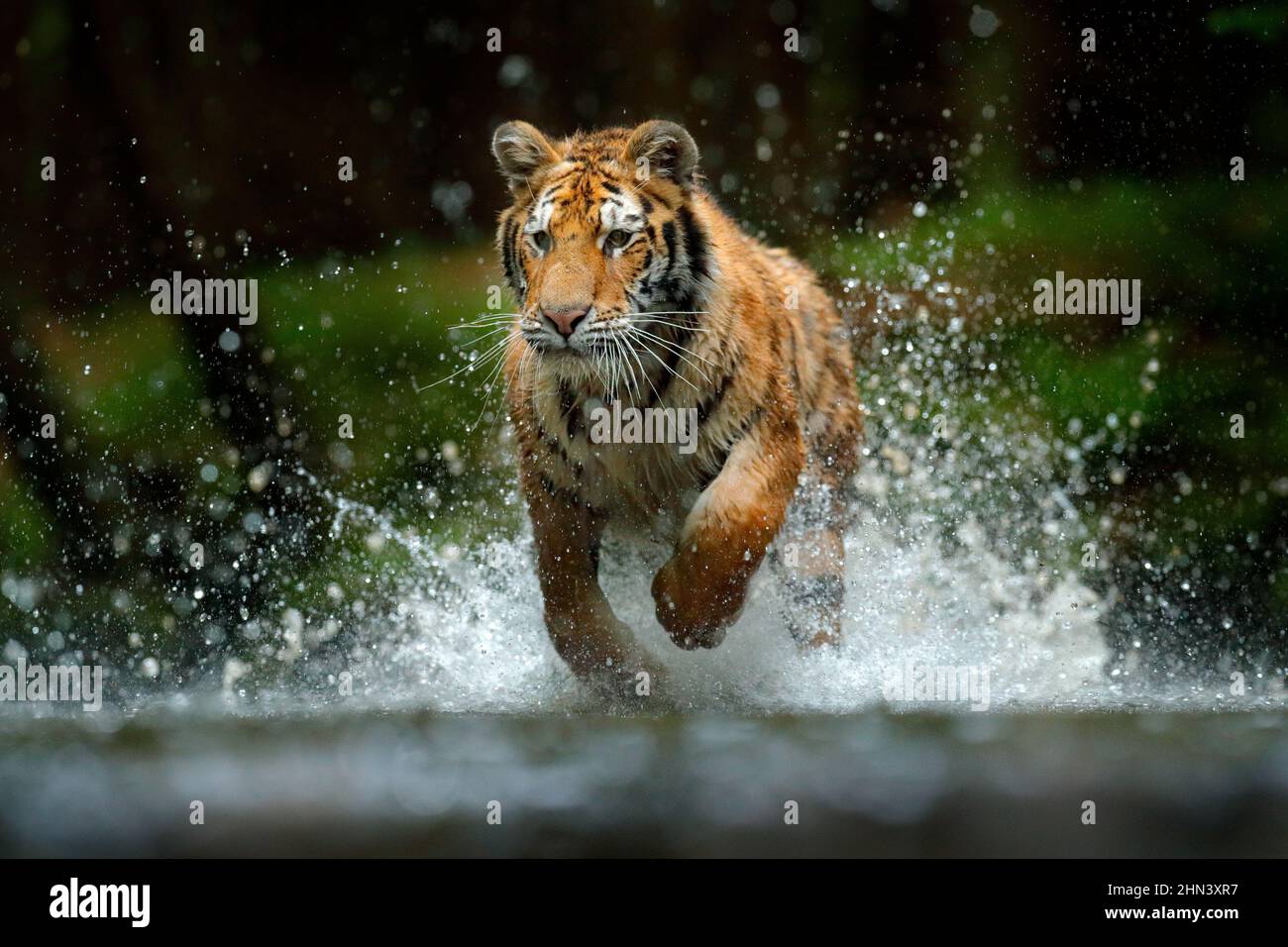 Amur tiger running in the water, Siberia. Dangerous animal, tajga ...