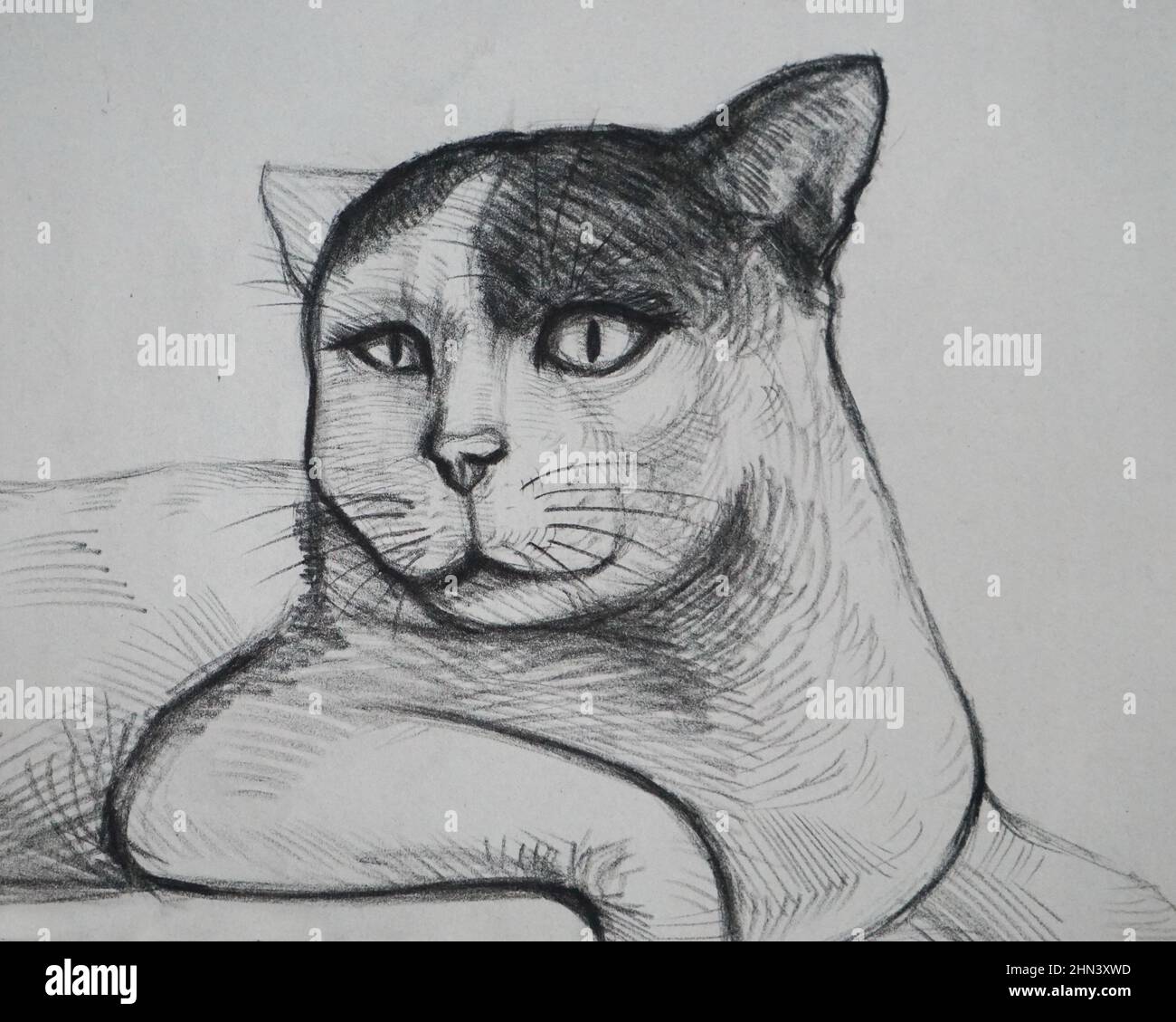 Free time, light and shadow line drawing, cute cat , meaow Stock Photo ...