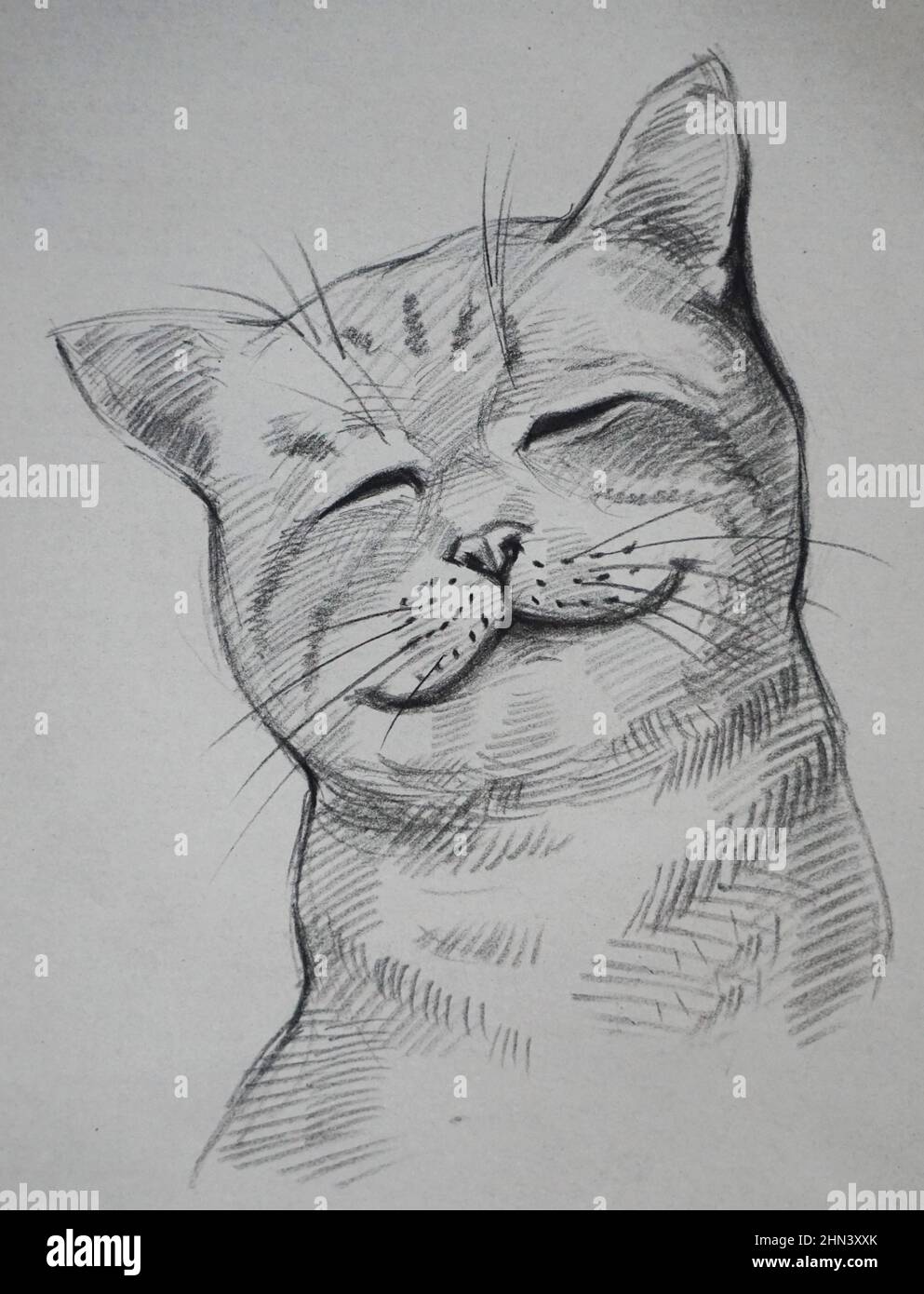 Free time, light and shadow line drawing, cute cat , meaow Stock Photo ...