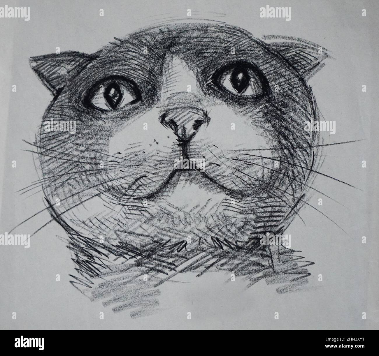 Free time, light and shadow line drawing, cute cat , meaow Stock Photo ...