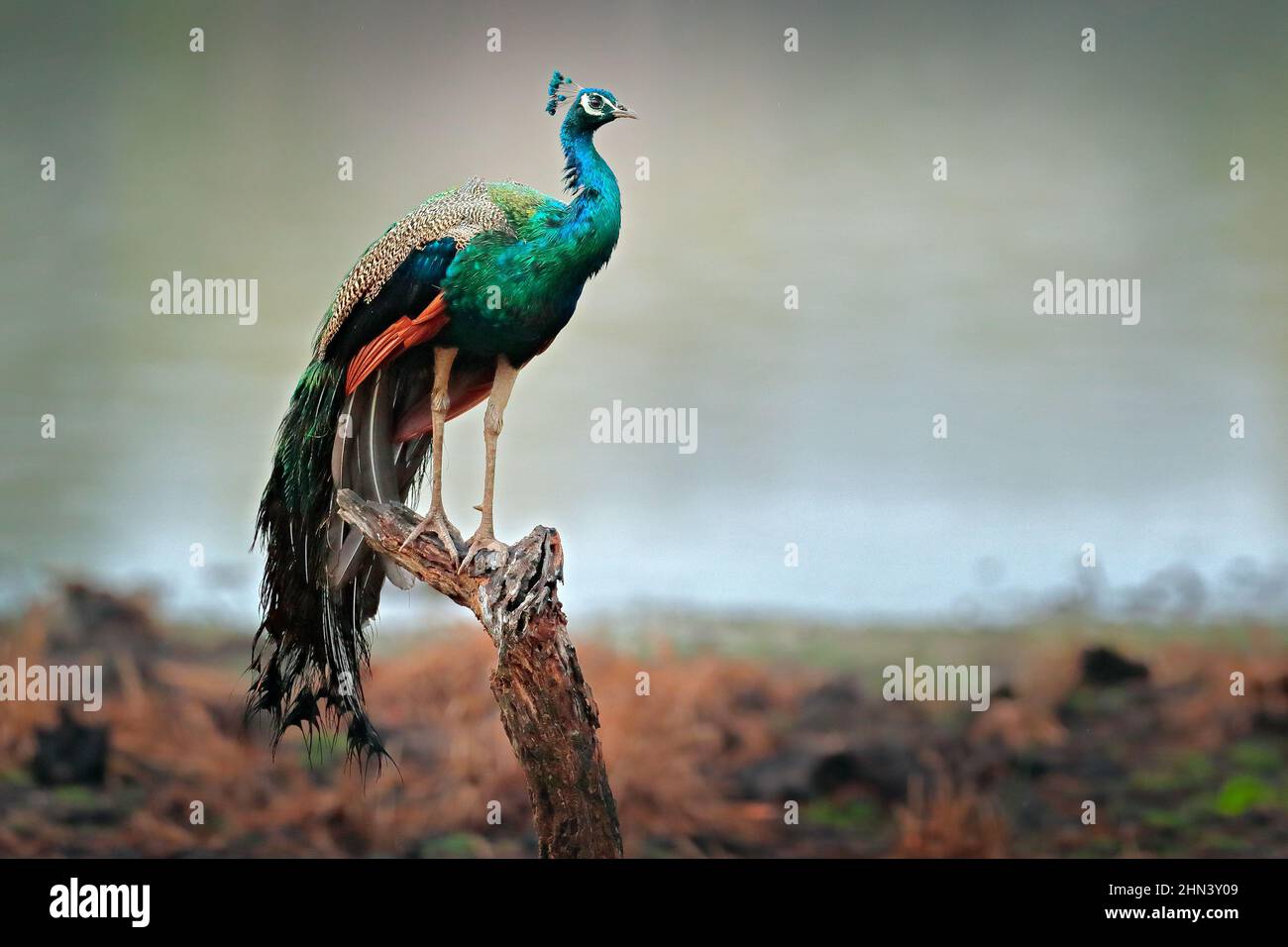 Indian peafowl tree hi-res stock photography and images - Alamy