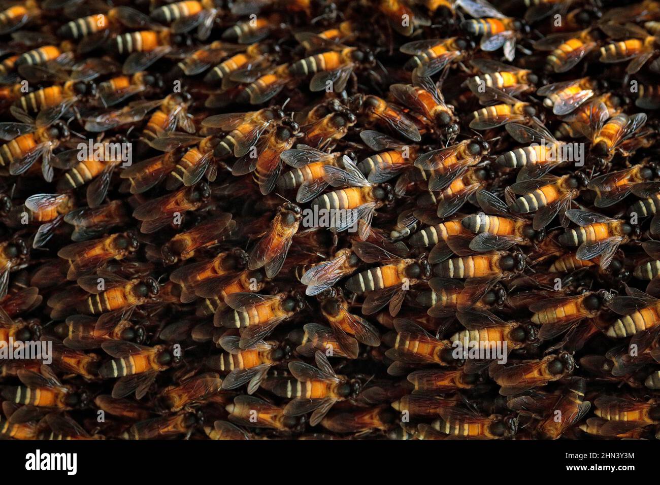 Sri Lanka bee colony group. Beautiful insect in the wild nature. Ceylon bee honey from nature ...
