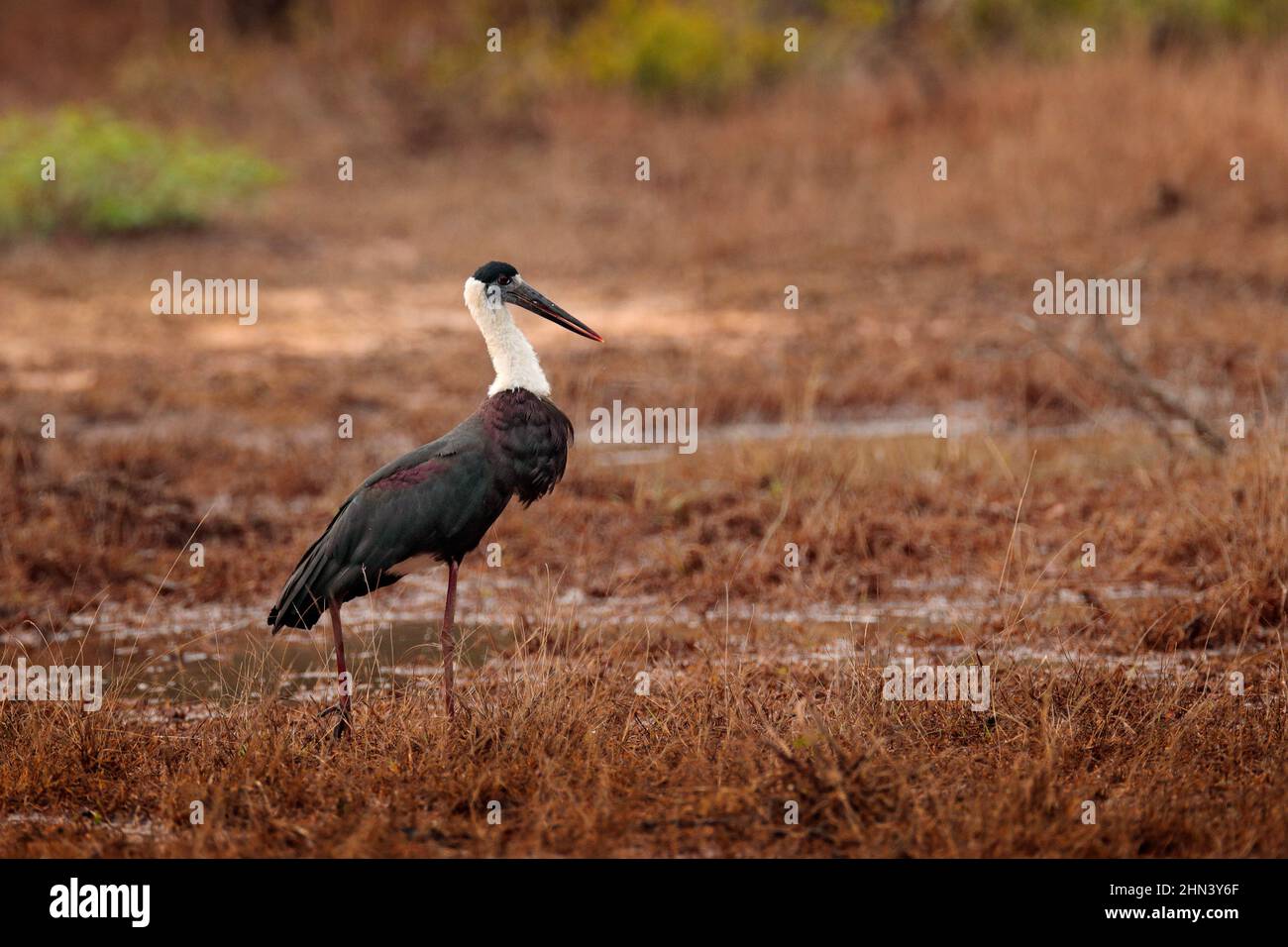 Birdwatching in Sri Lanka. Woolly-necked or white-necked stork, Ciconia ...