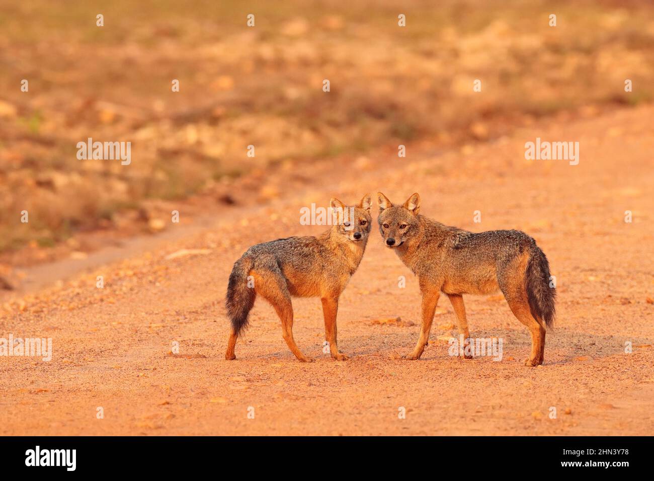 Jackal pair on the gravel road, evening light. Golden Jackal, Canis aureus with evening sun, Sri ...