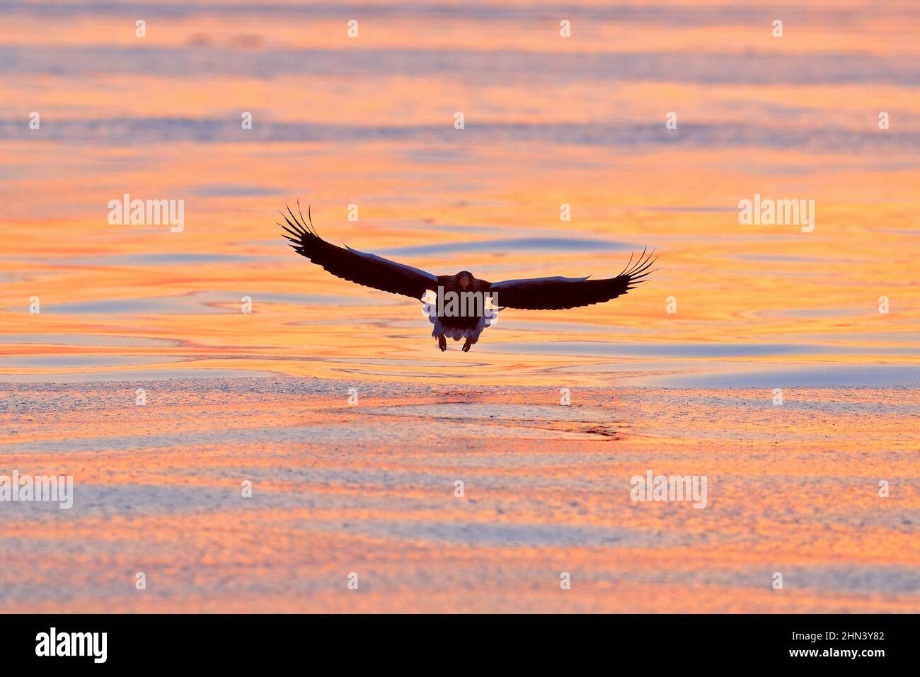 Sea sunset. Beautiful Steller's sea eagle, Haliaeetus pelagicus, with ...