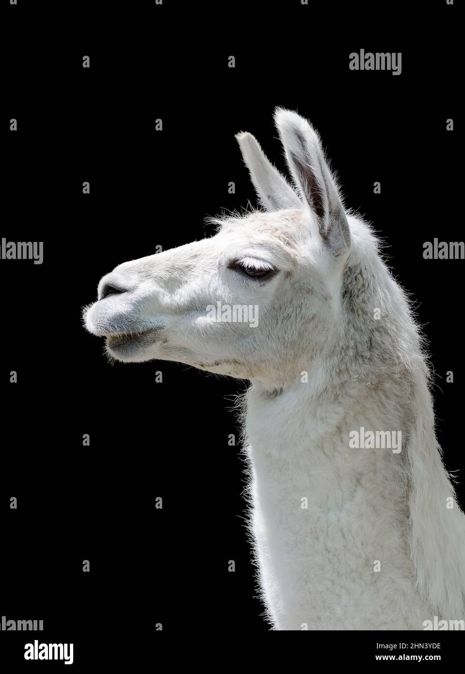 Portrait of a white llama Lama glama isolated on black background. Side ...