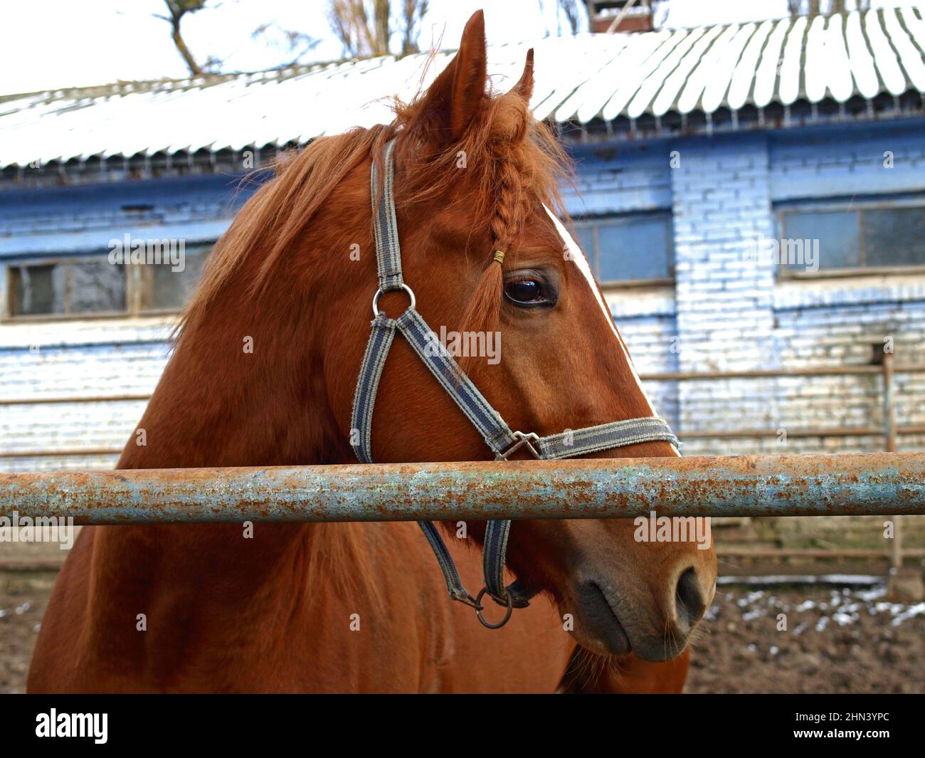Red (bay) horse with a braided pigtail. A beautiful and well-groomed ...
