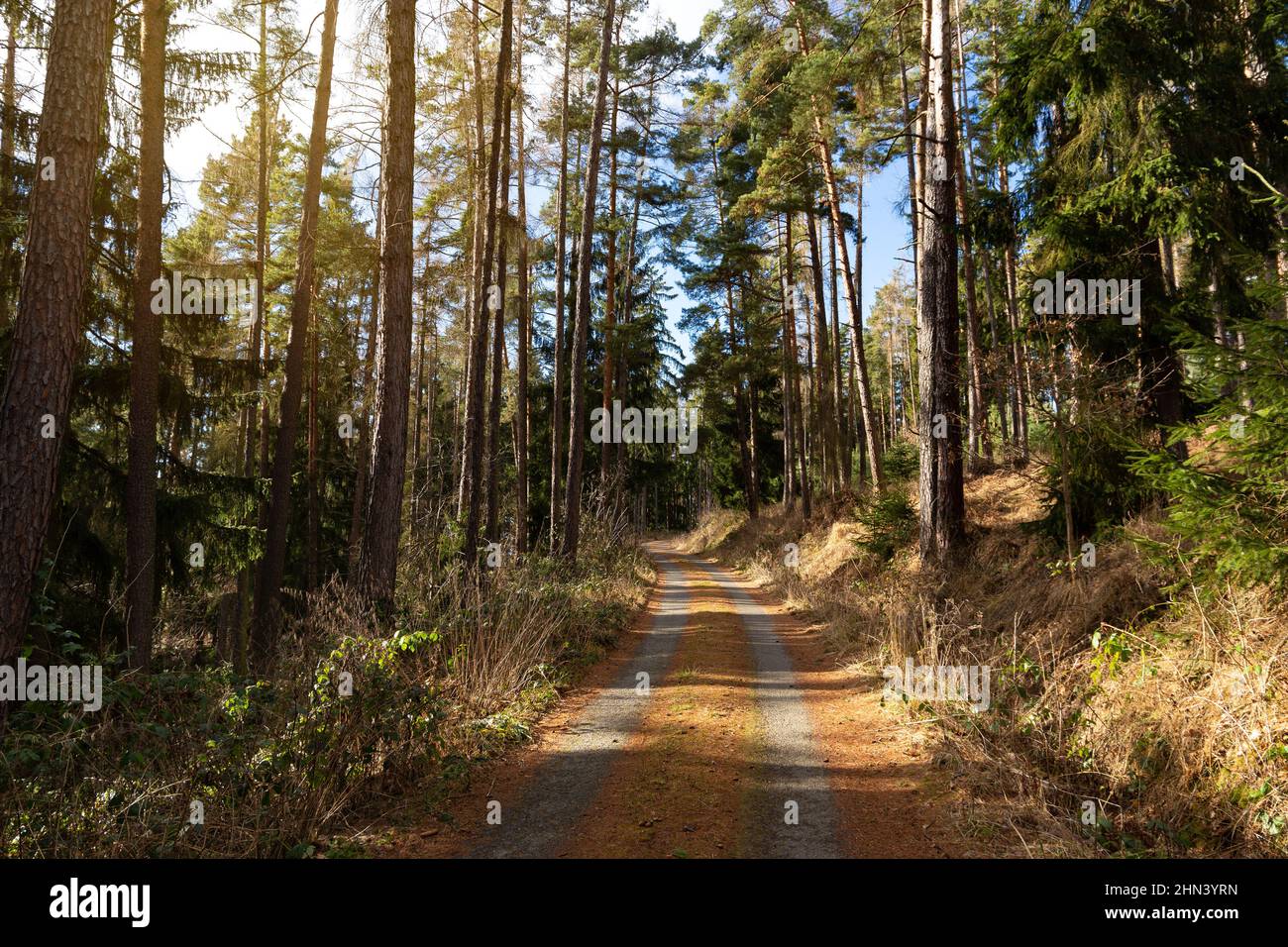 Forest road in South Czechia. Early spring Stock Photo - Alamy
