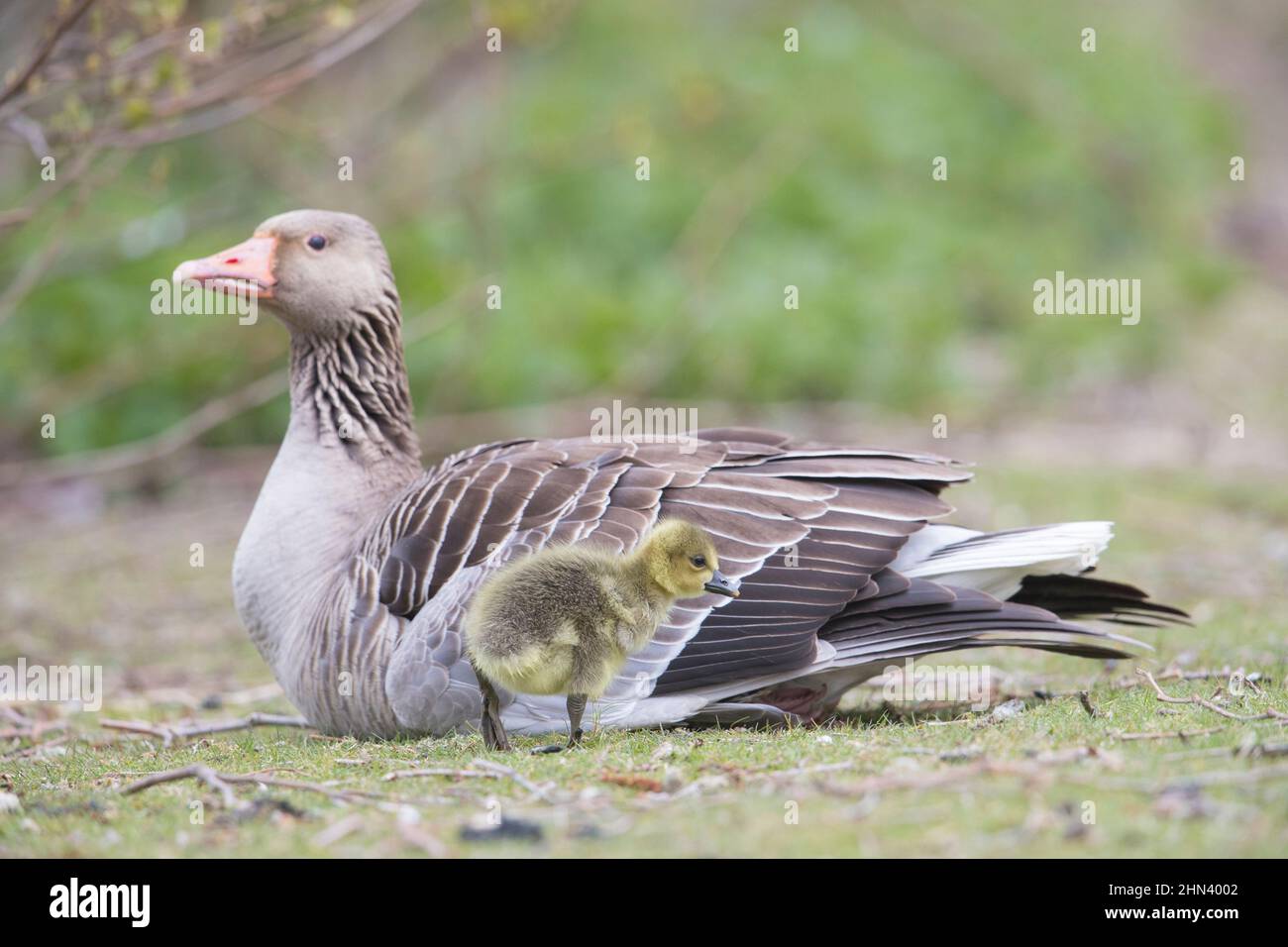 Graylag Goose, Greylag Goose (Anser anser). Parent bird with gosling ...