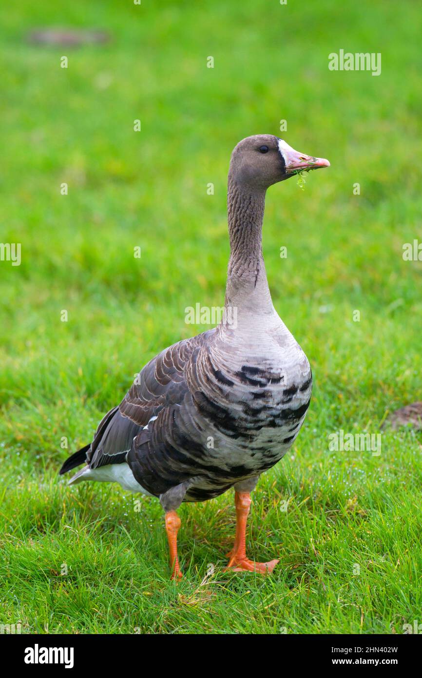 Eurasian White-fronted Goose (Anser albifrons). Adult standing on grass ...