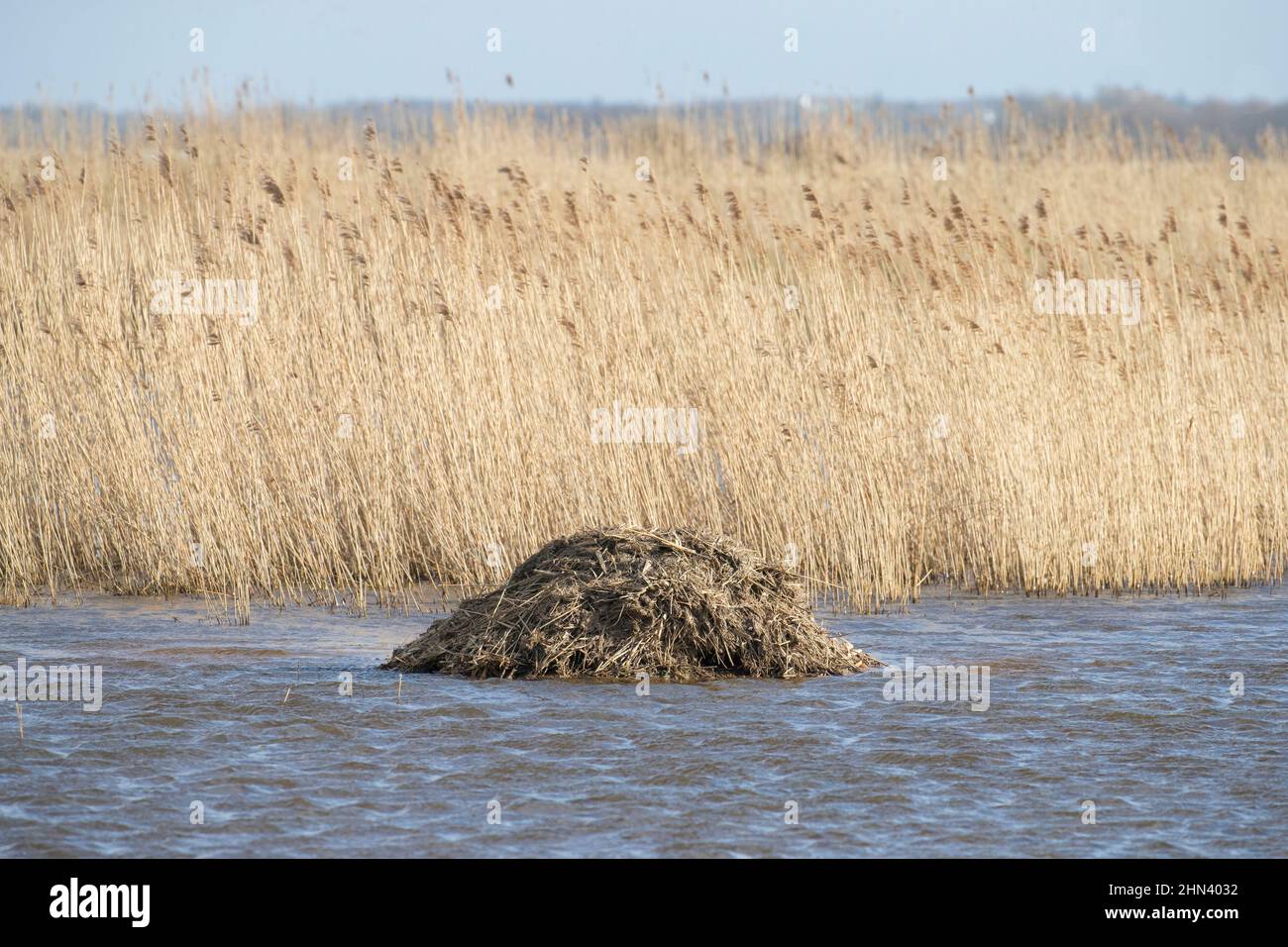 Muskrat push up hi-res stock photography and images - Alamy
