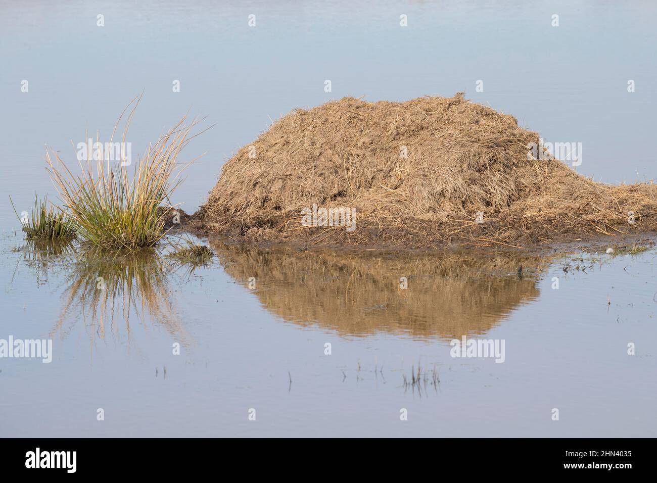 Muskrat (Ondatra zibethicus). Push-up build from reed fand other plants ...