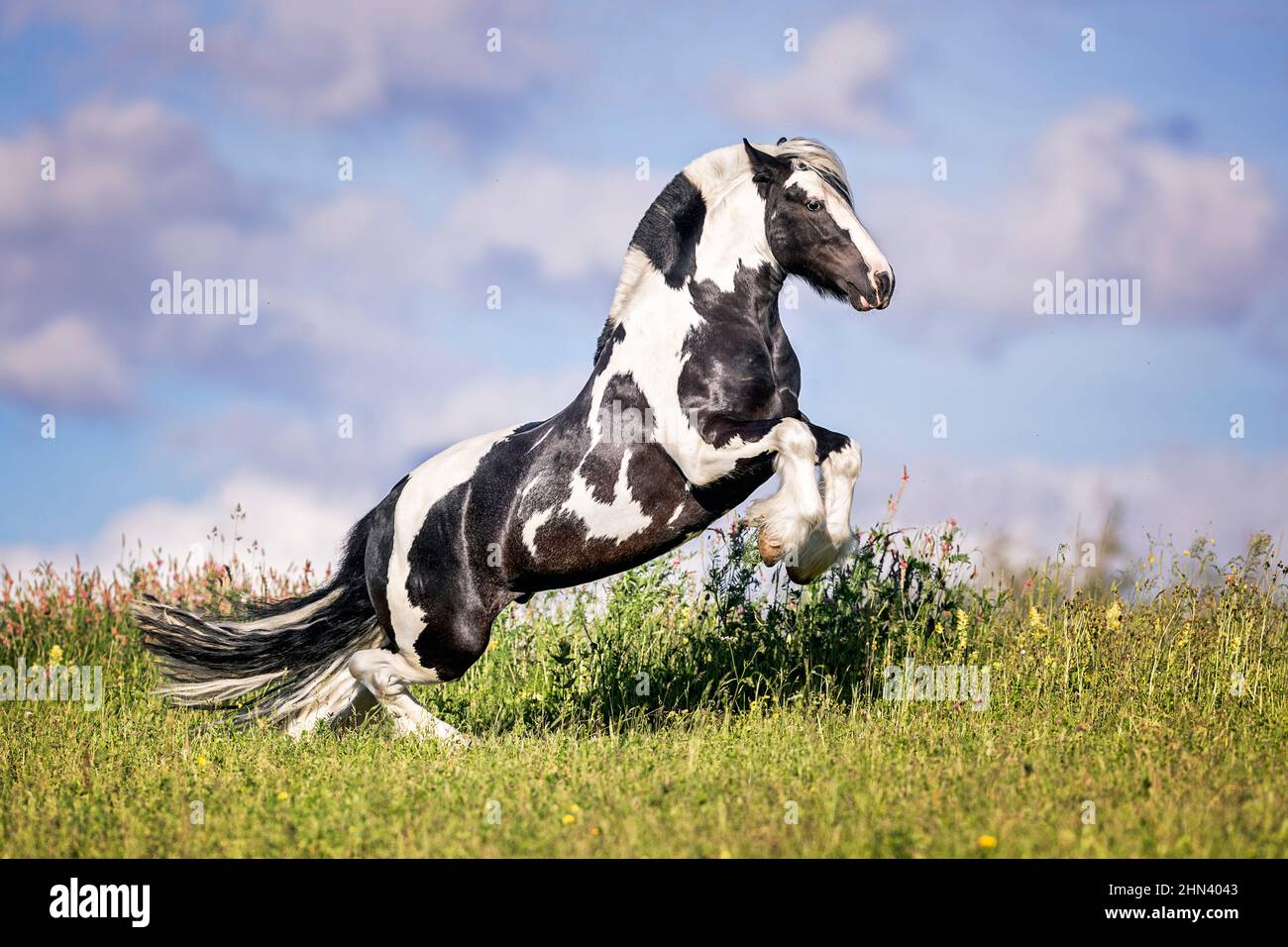 Black and white cob horse hi-res stock photography and images - Alamy