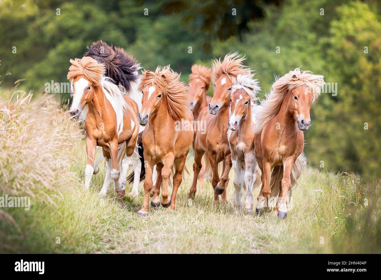 Horse herd galloping hi-res stock photography and images - Alamy