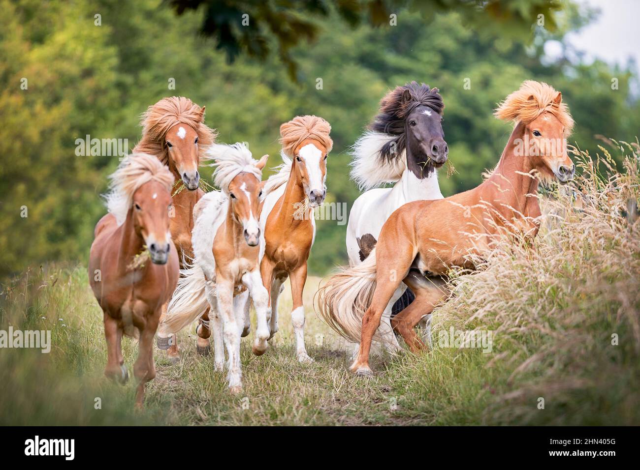 Horse herd galloping hi-res stock photography and images - Alamy