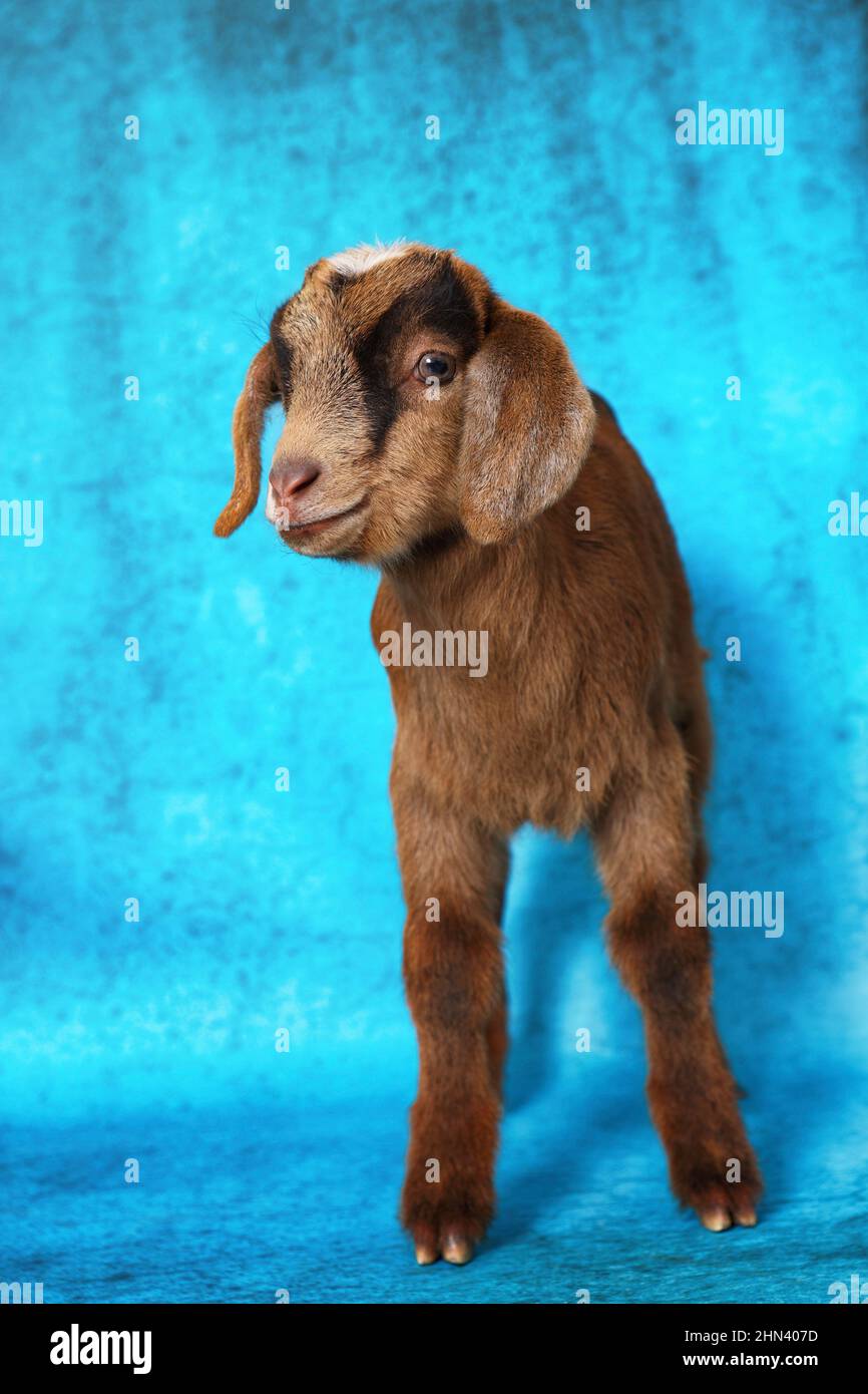 Domestic goat. Kid standing, seen against a blue background. Germany ...