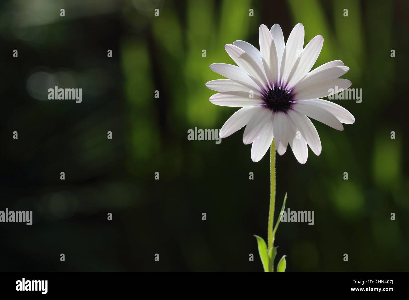 White Dimorphotheca ecklonis, also known as Cape marguerite. White ...