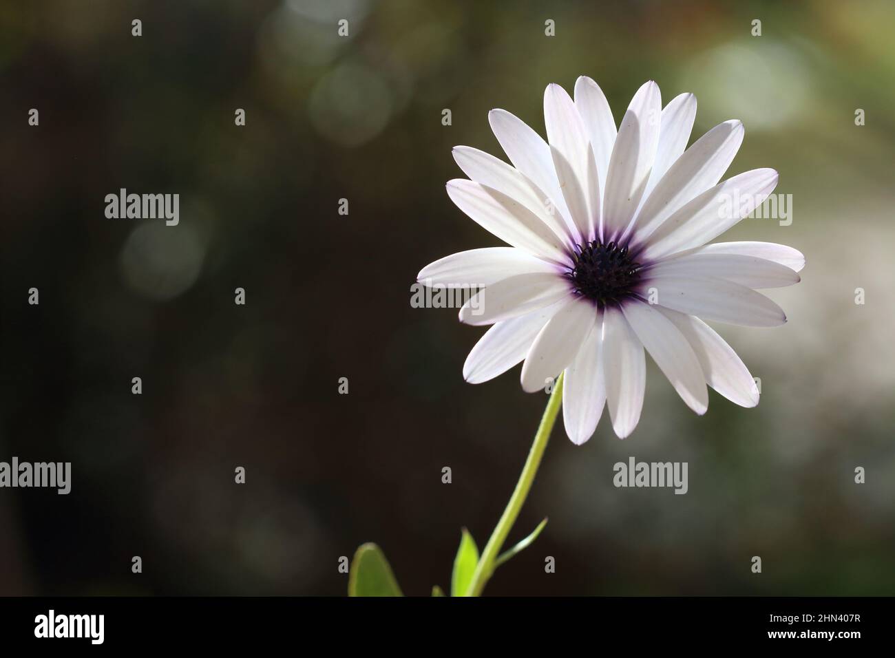 White Dimorphotheca ecklonis, also known as Cape marguerite Stock Photo ...