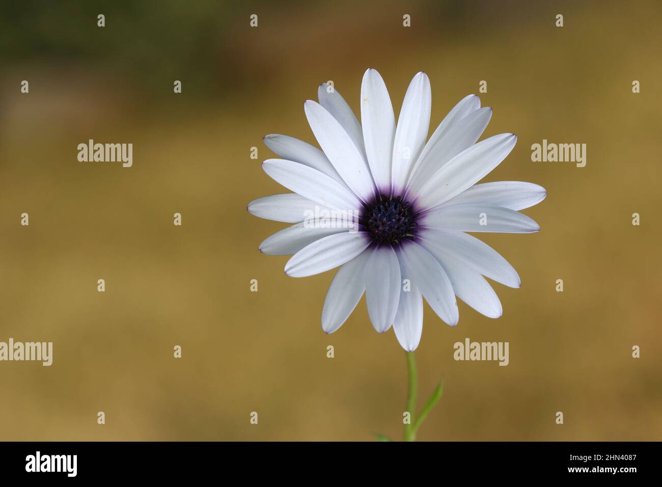 White Dimorphotheca ecklonis, also known as Cape marguerite Stock Photo ...