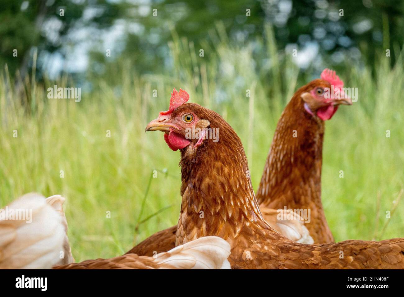 Brown chickens in grass on organic farm Stock Photo - Alamy
