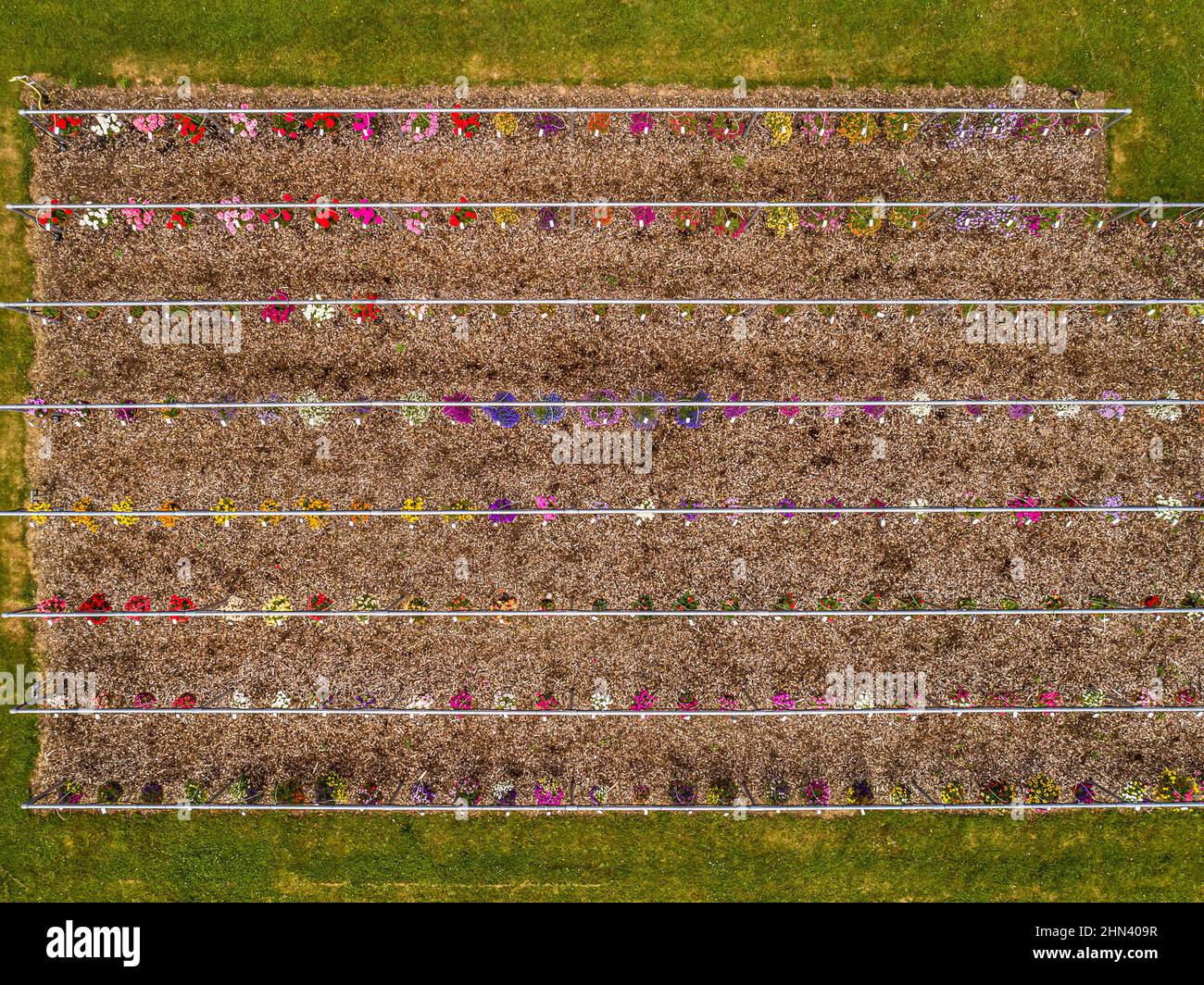 Hanging flower directly hi-res stock photography and images - Alamy