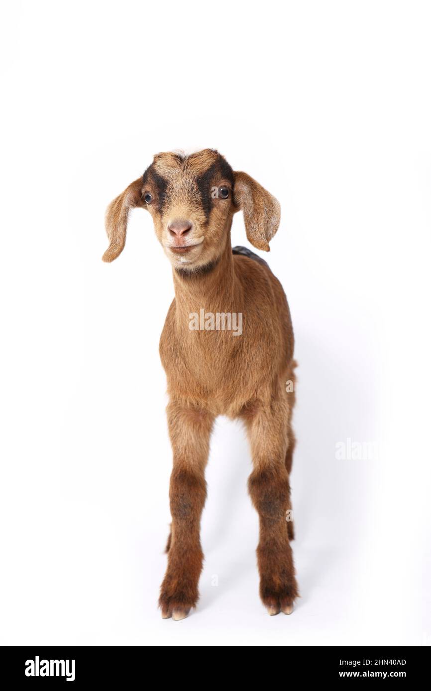 Domestic goat. Kid standing, seen against a white background. Germany ...