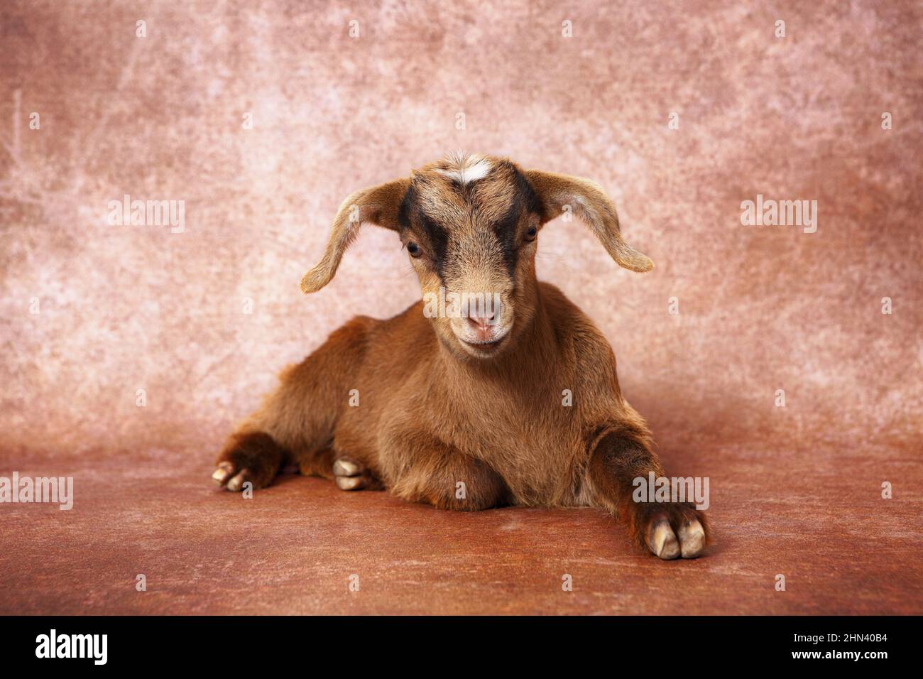 Domestic goat. Kid lying, seen against a brown background. Germany ...