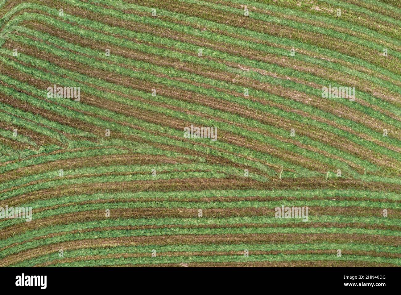 Aerial view rows of harvested green hay forming line pattern in ...