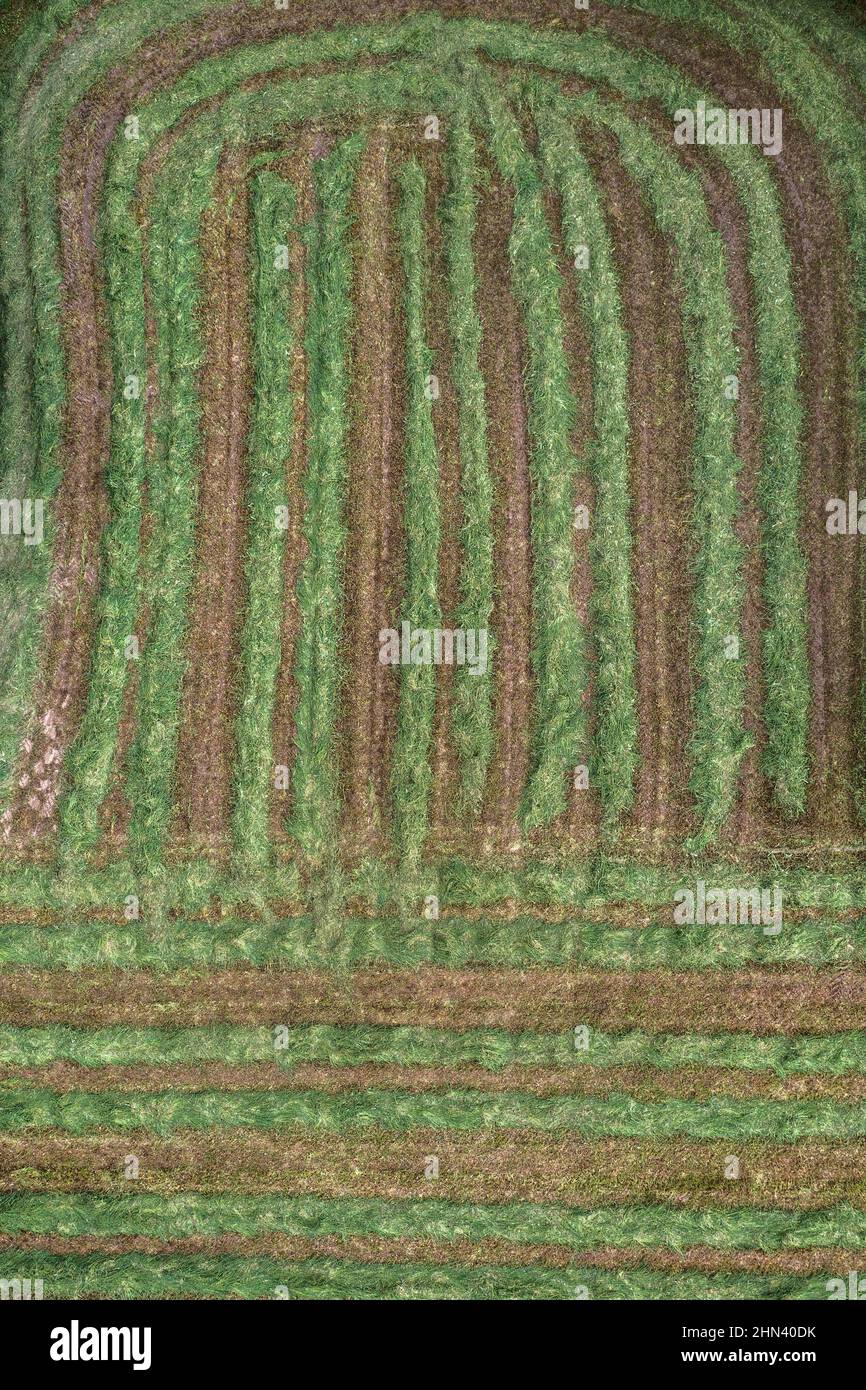 Aerial view green hay crop forming lines and curve pattern, Auvergne ...