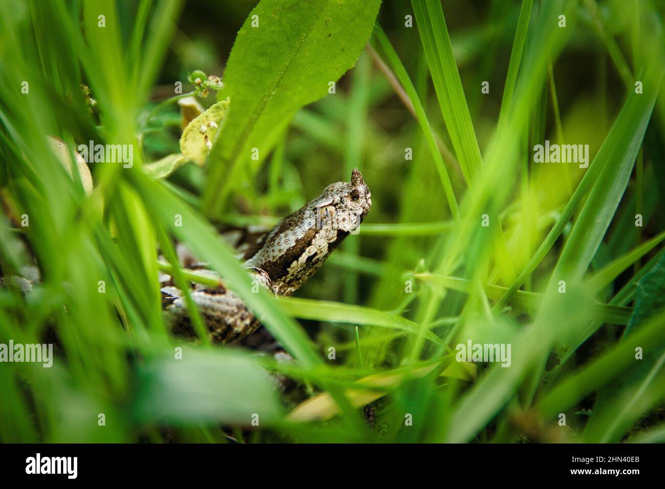 Horned snake hi-res stock photography and images - Alamy
