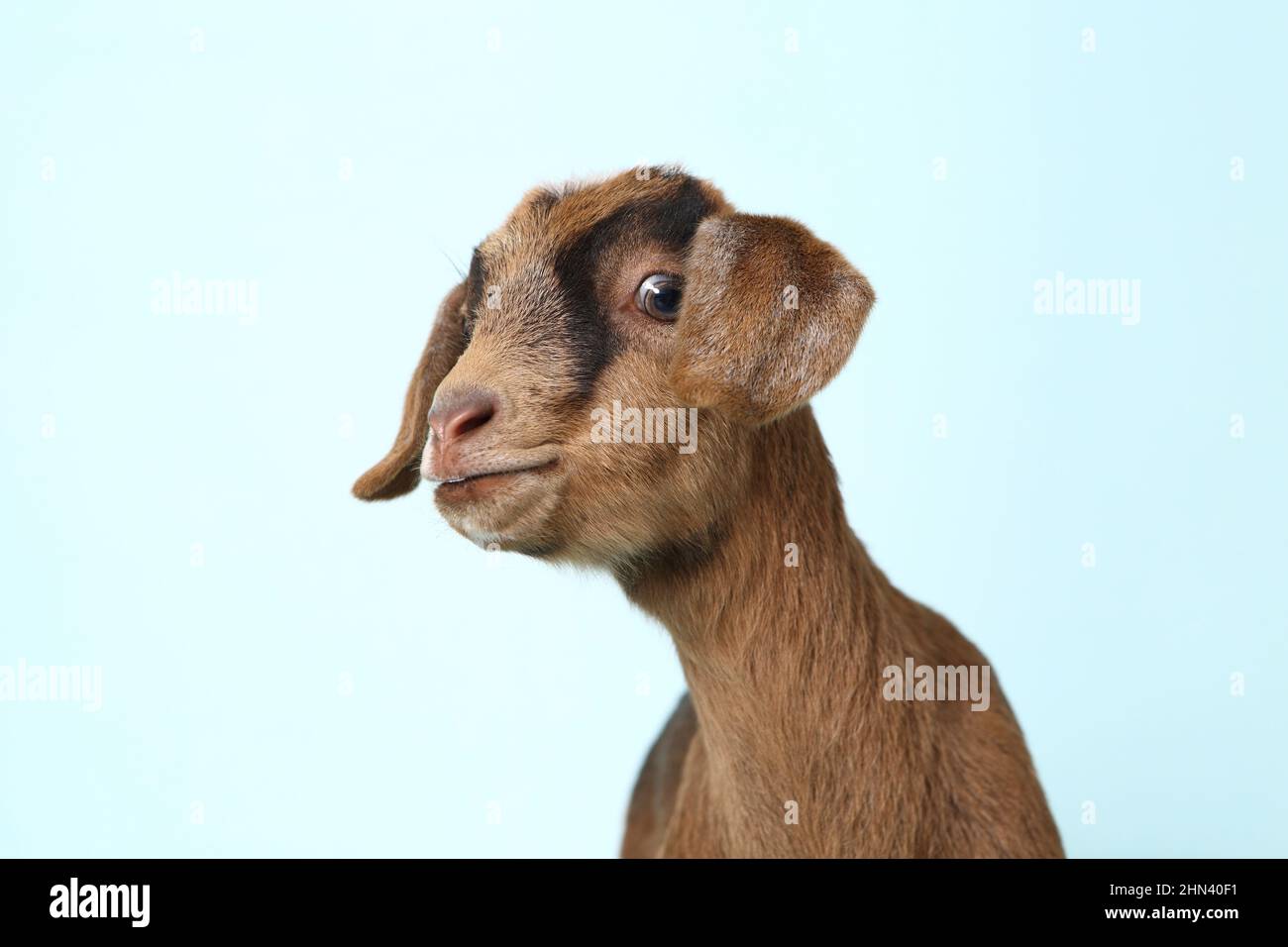 Domestic goat. Portrait of kid, seen against a light-blue background ...