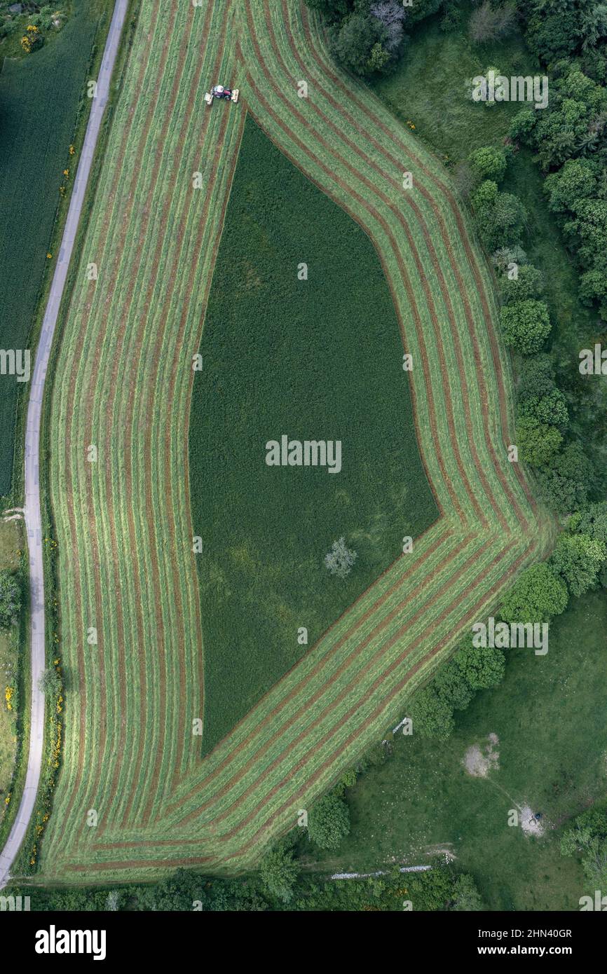 Aerial view from above striped green hay crop forming pattern in ...