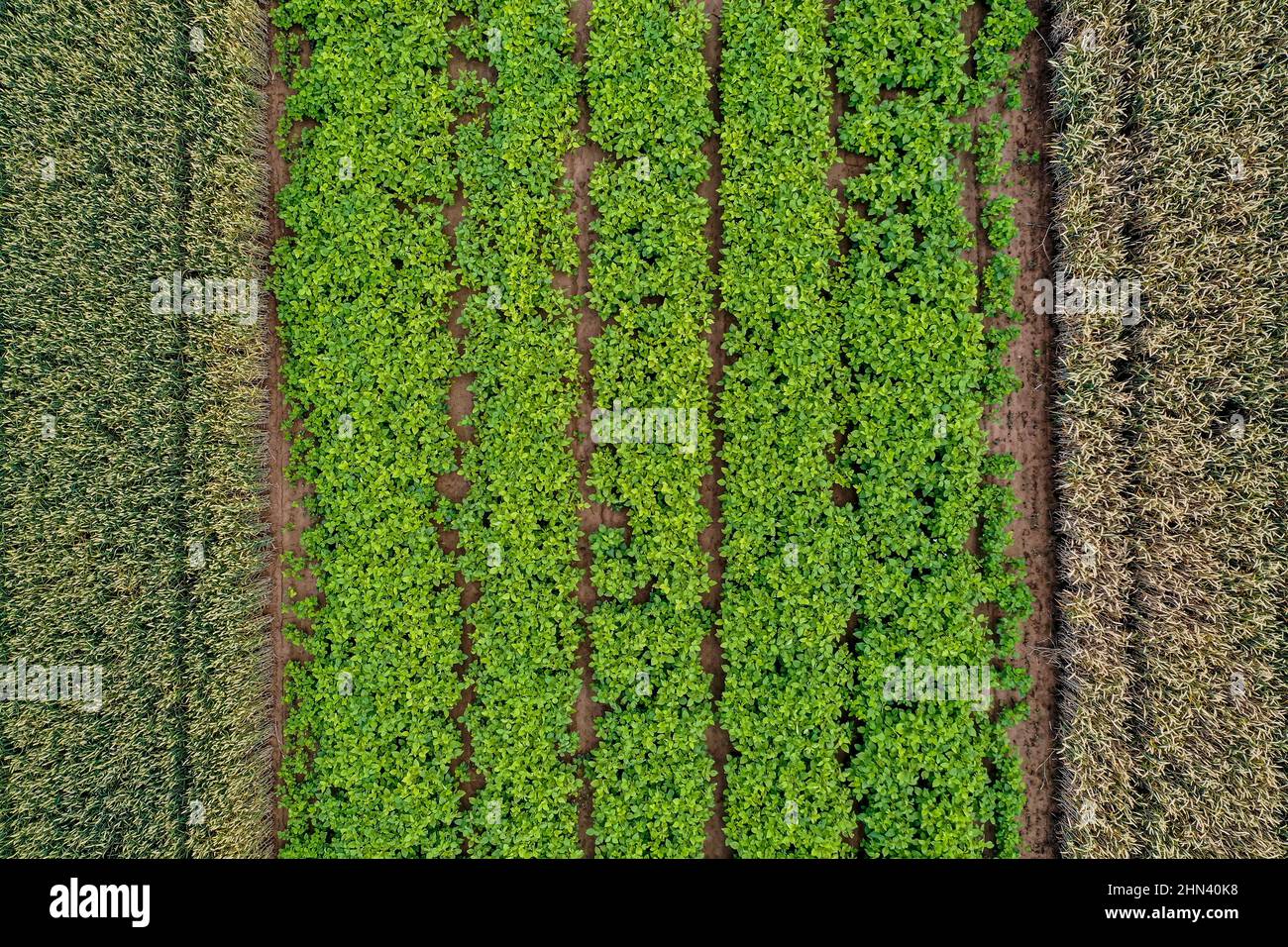 Aerial view rows of green crops outlined by contrasting crops, Baden ...