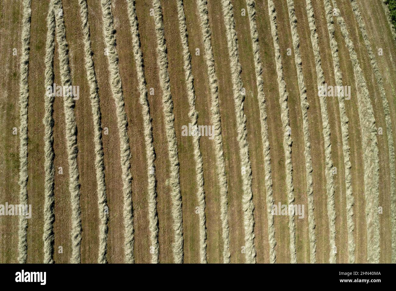 Aerial view sunny harvested hay in rows forming stripe pattern in crop ...